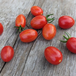 Supernova Grape Tomato - Etsy