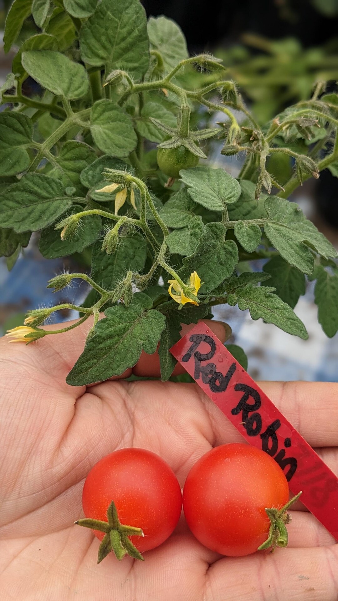 Red Robin Micro Dwarf Tomato - Etsy