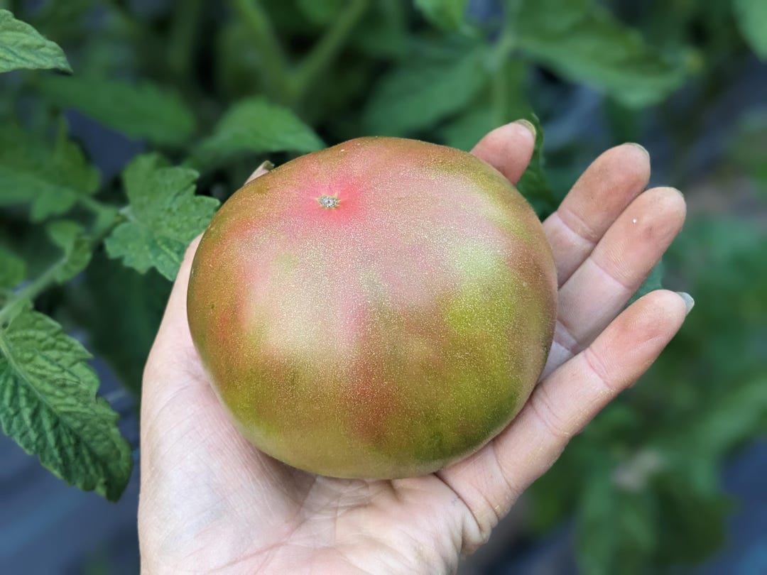 Dwarf Crimson Sunset Tomato - Etsy