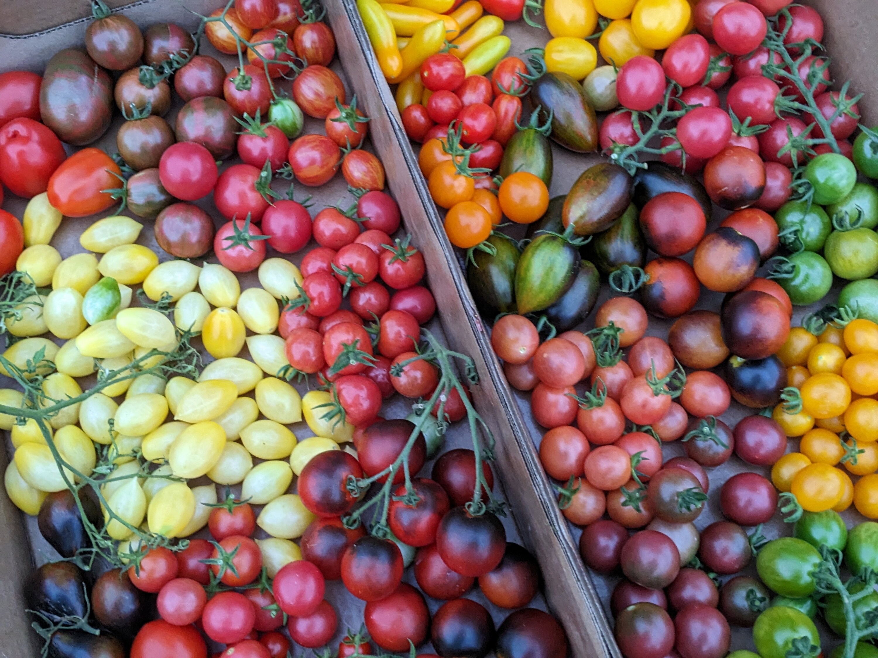 Starlight Grape Tomato - Etsy