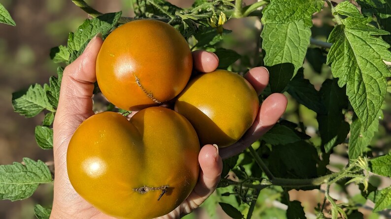 Thorburn's Terra Cotta Tomato - Etsy