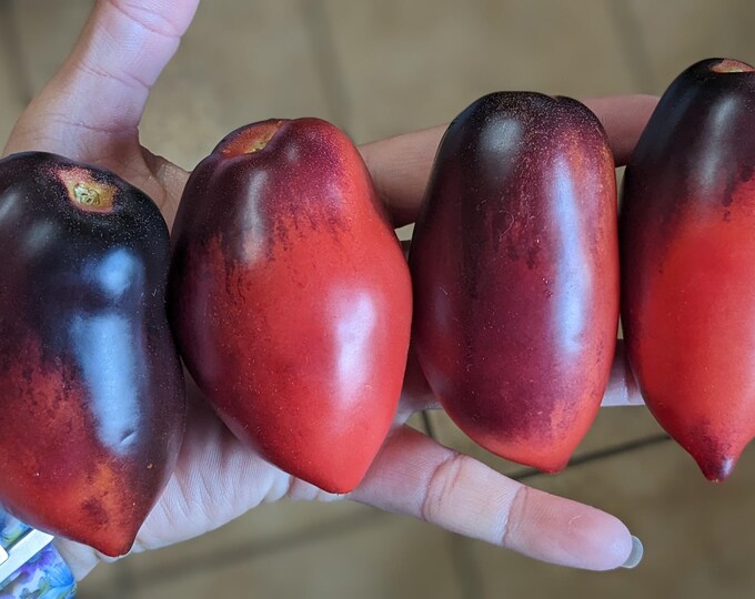 Dwarf Ann's Dusky Rose Plum Tomato - Etsy