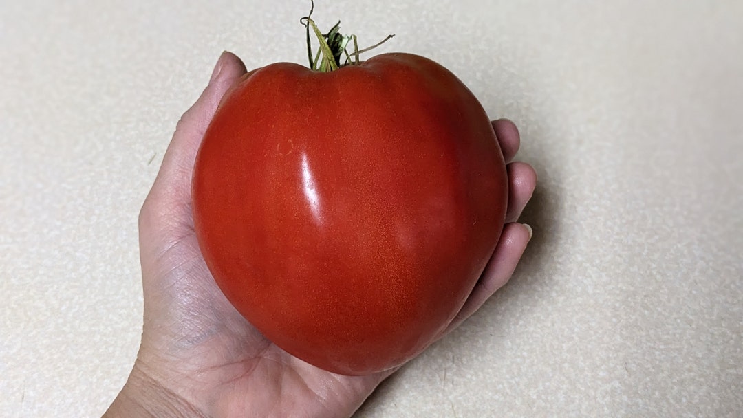 Reif Red Heart Tomato - Etsy