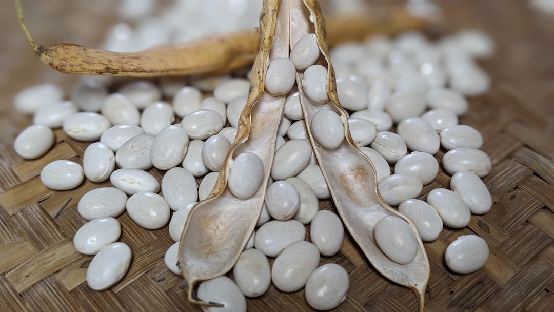 White Marrowfat Bush Bean - Etsy