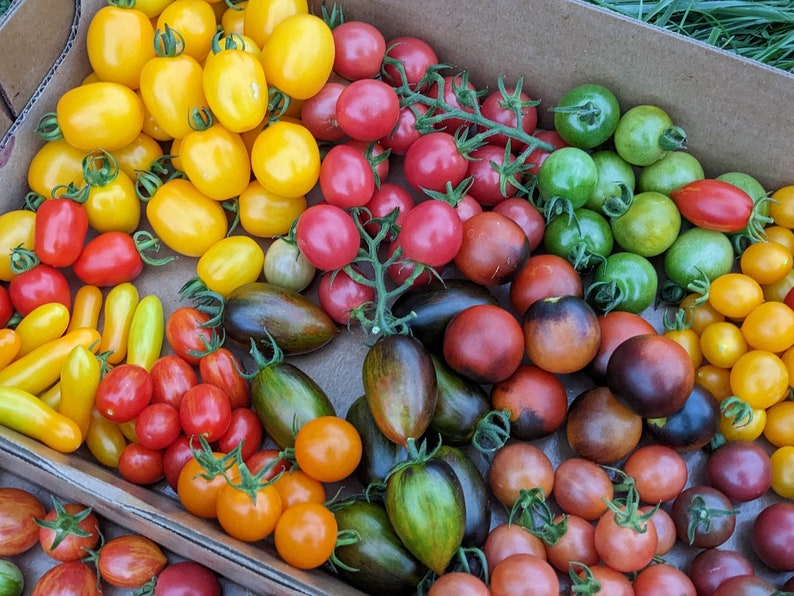 Starlight Grape Tomato - Etsy