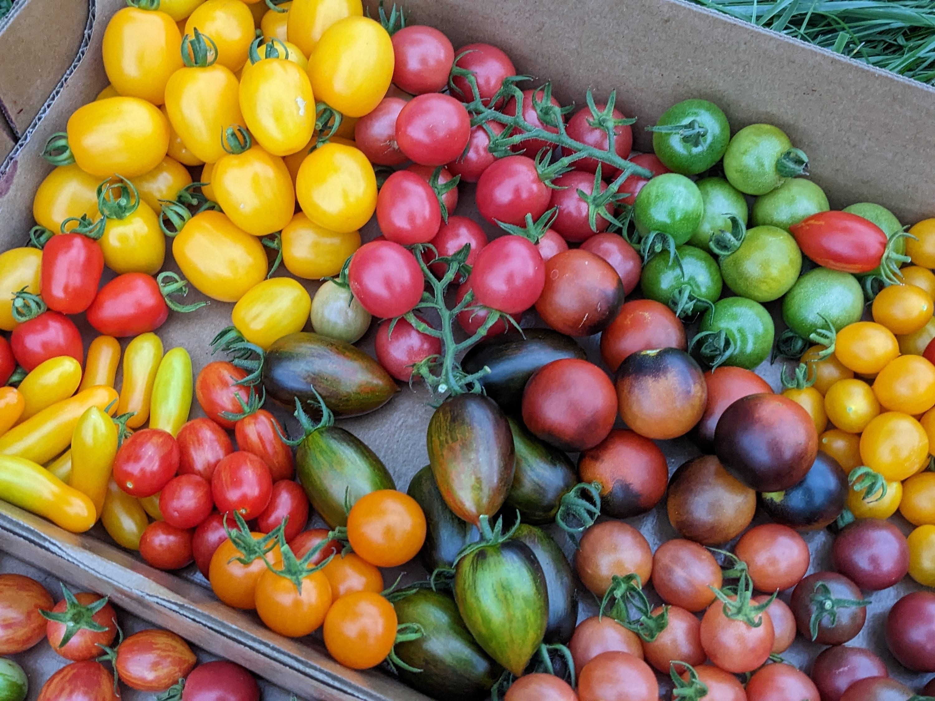 Starlight Grape Tomato - Etsy