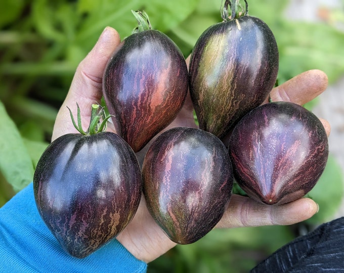 Rebel Starfighter Prime Tomato - Etsy