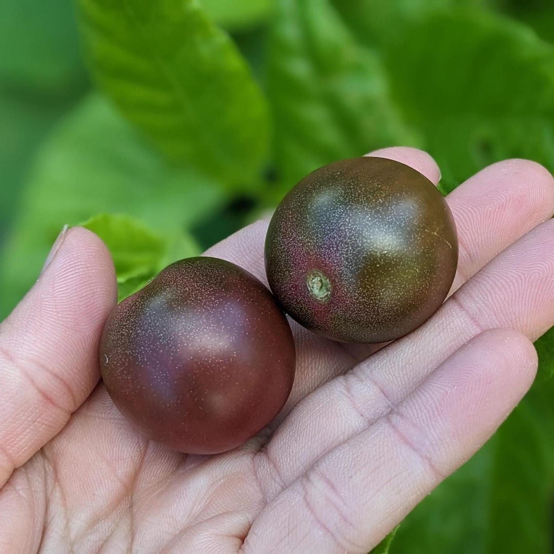 Cherokee Purple Cherry Tomato - Etsy