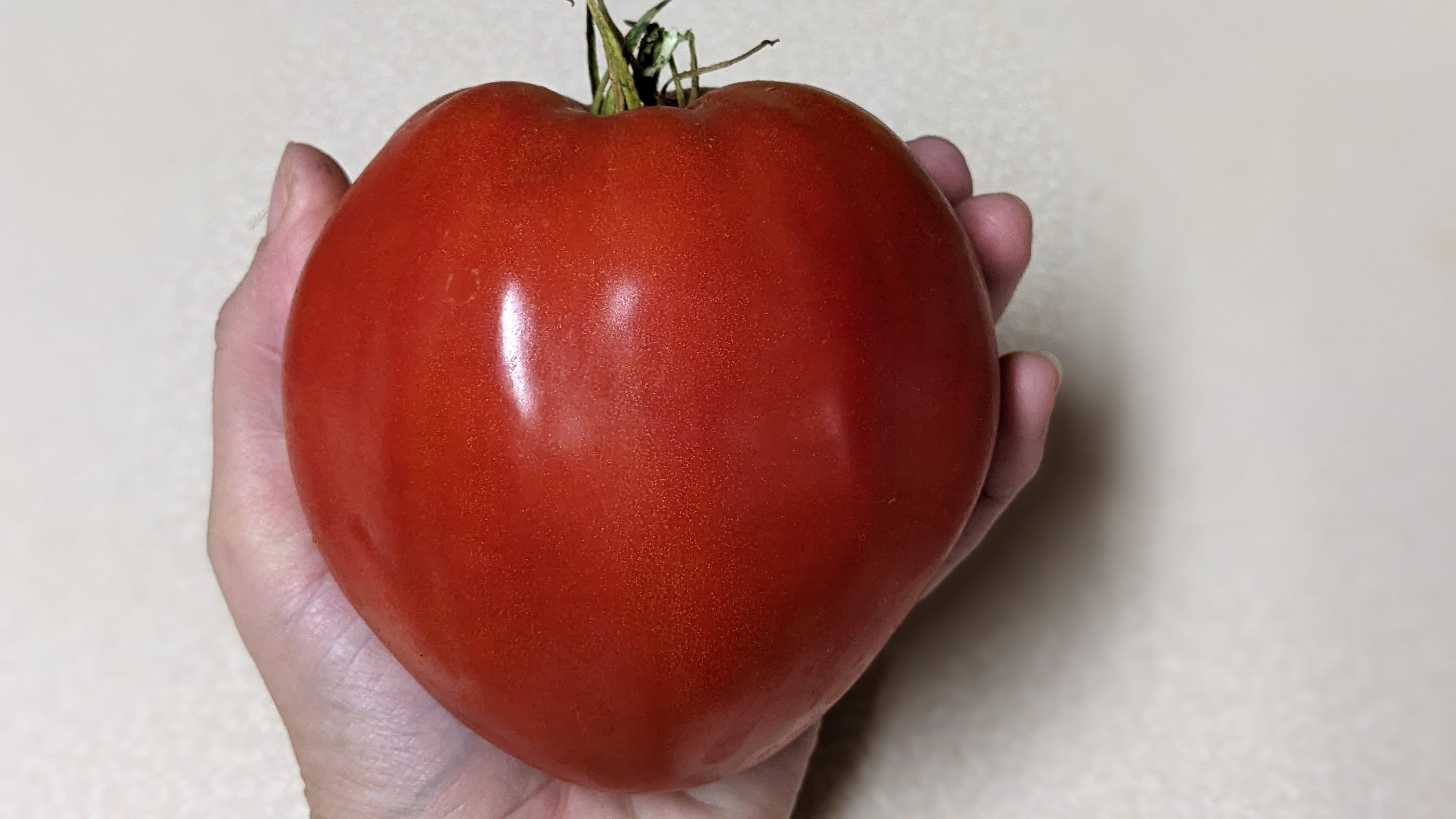 Reif Red Heart Tomato - Etsy