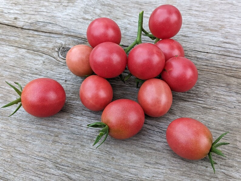 Fruit Punch Cherry Tomato - Etsy