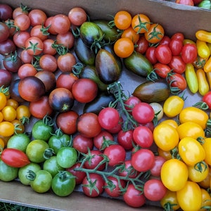 Supernova Grape Tomato - Etsy