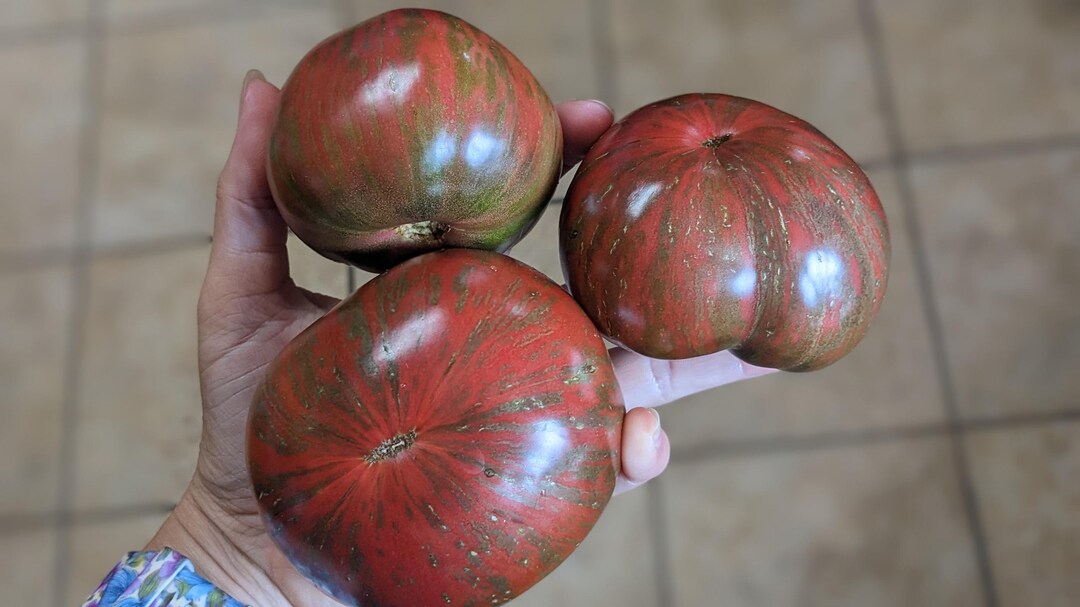 Dwarf Join or Die X Beyond Verde Claro Tomato - Etsy