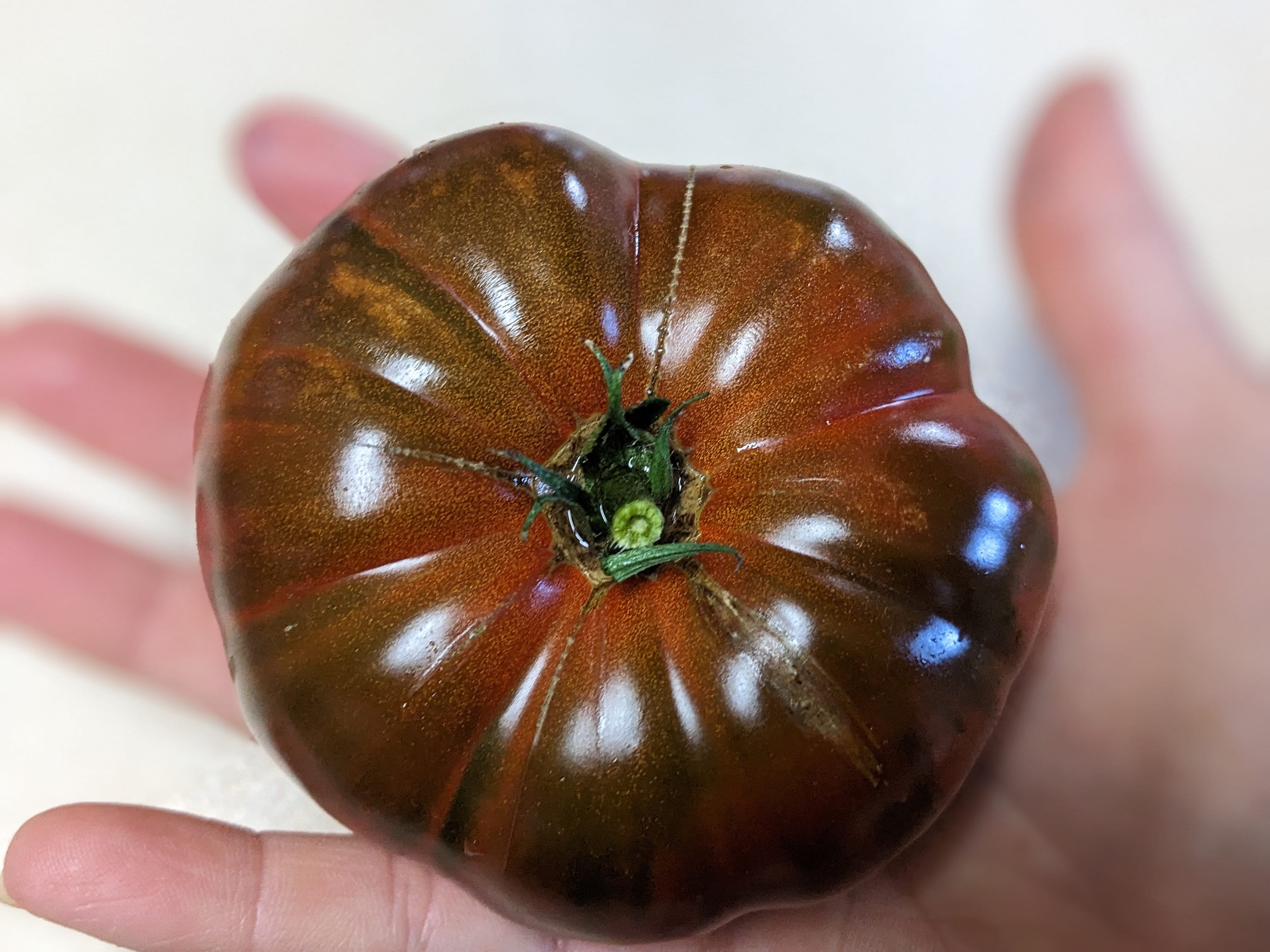 Abraham Brown Tomato - Etsy