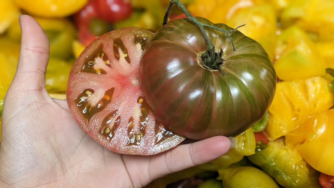 Dwarf Chocolate Lightning Tomato - Etsy