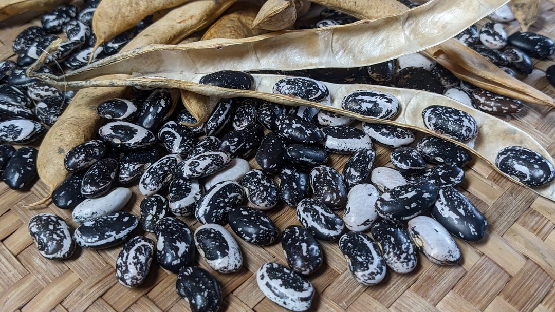 Iroquois Skunk Pole Bean - Etsy