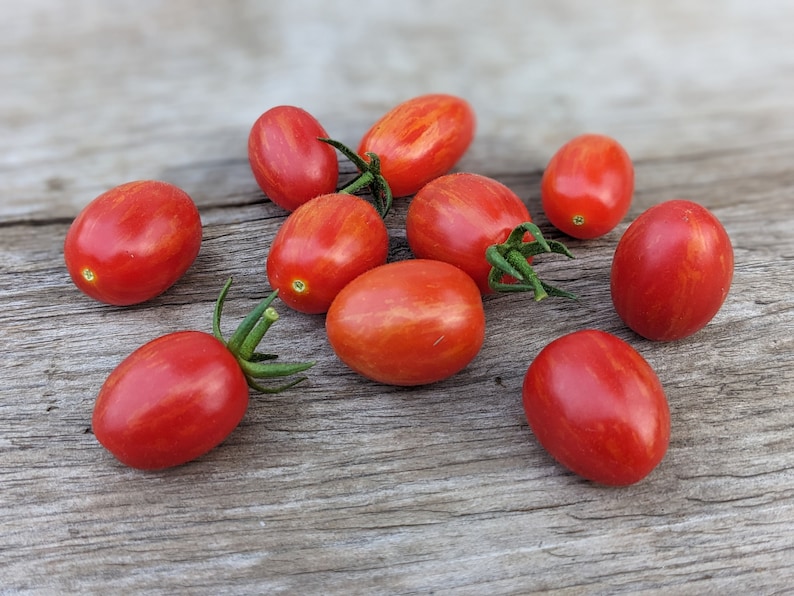 Supernova Grape Tomato - Etsy