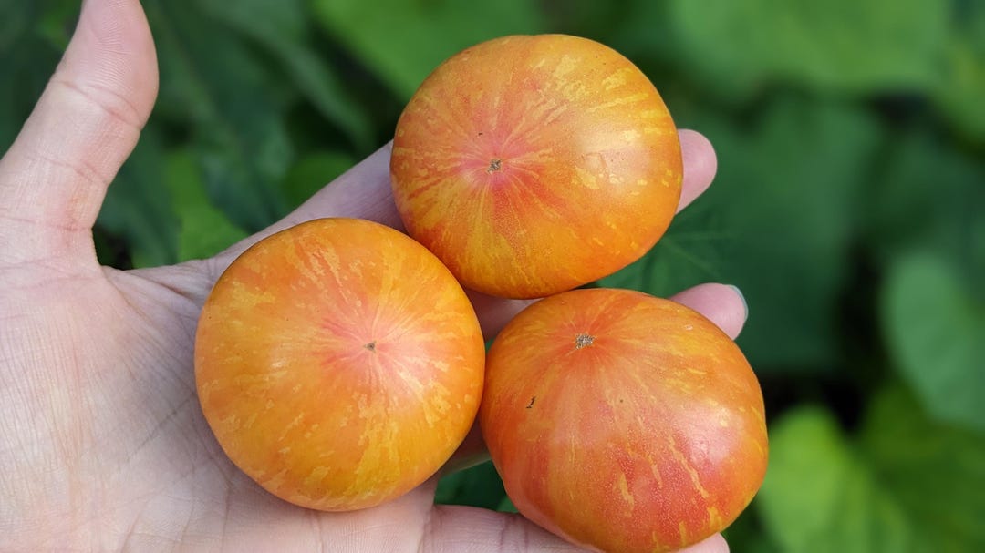 Dwarf Worry Tomato - Etsy