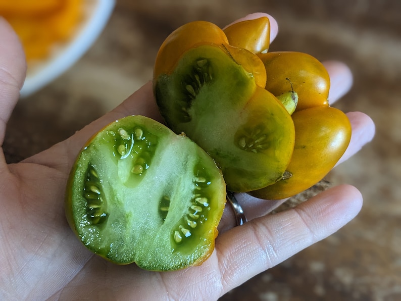 Phil's Two Tomato - Etsy