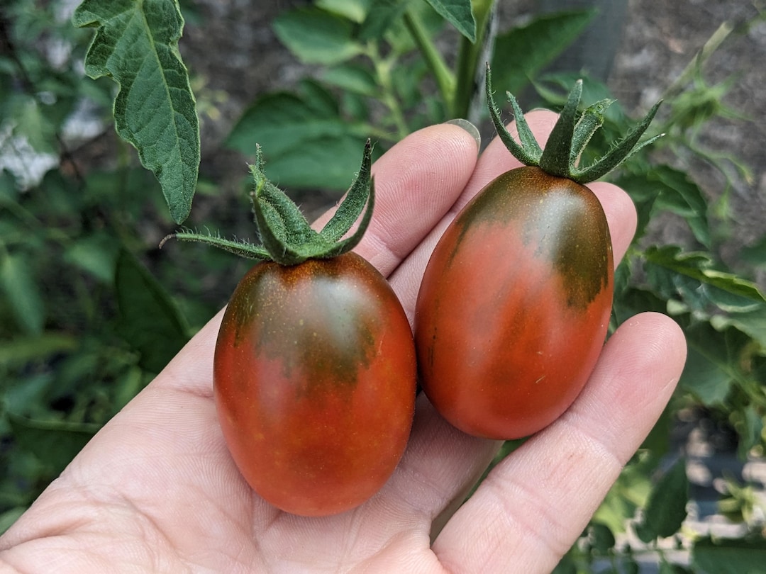 Black Keyes Tomato - Etsy