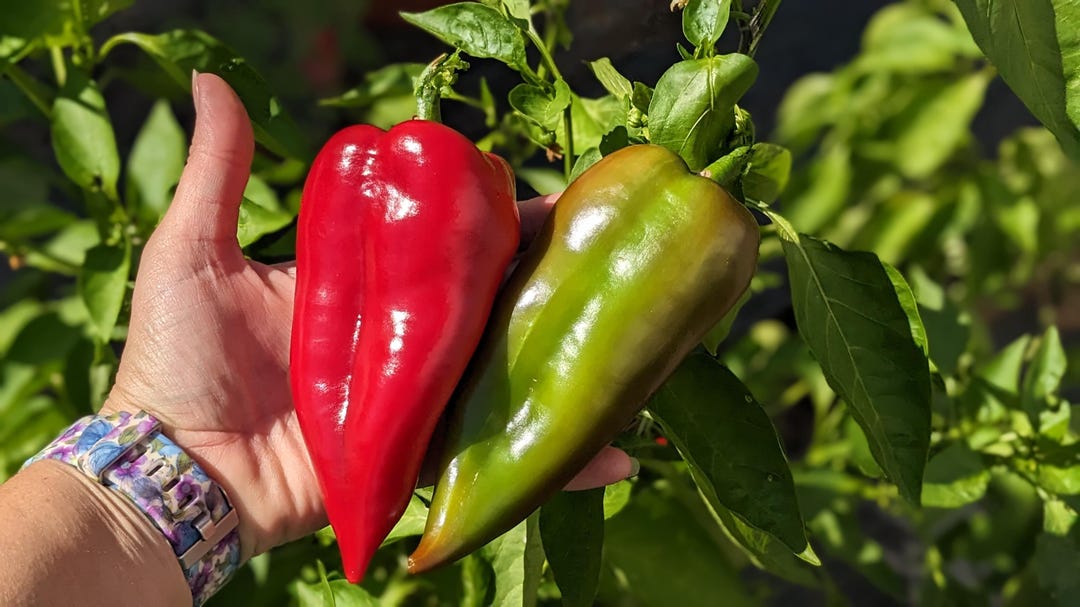 Chervena Chushka Sweet Pepper - Etsy