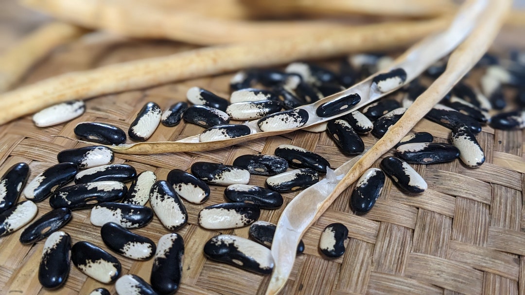 Magpie Bush Bean - Etsy