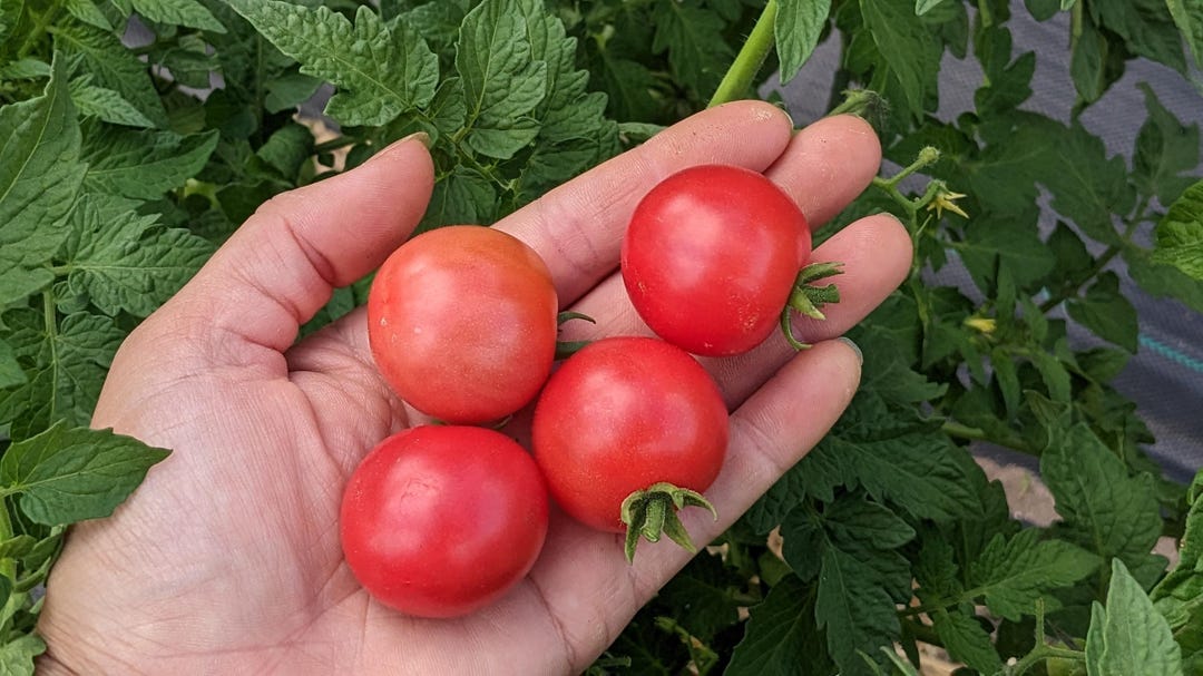 Dwarf Johnson's Cherry Tomato - Etsy