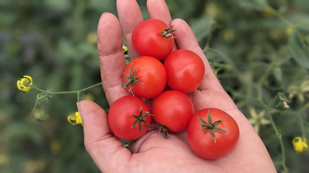 Vilma Micro Dwarf Tomato - Etsy