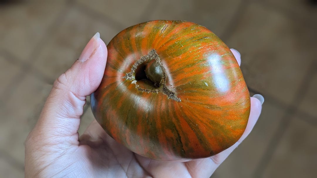 Zebra Ezel Tomato - Etsy
