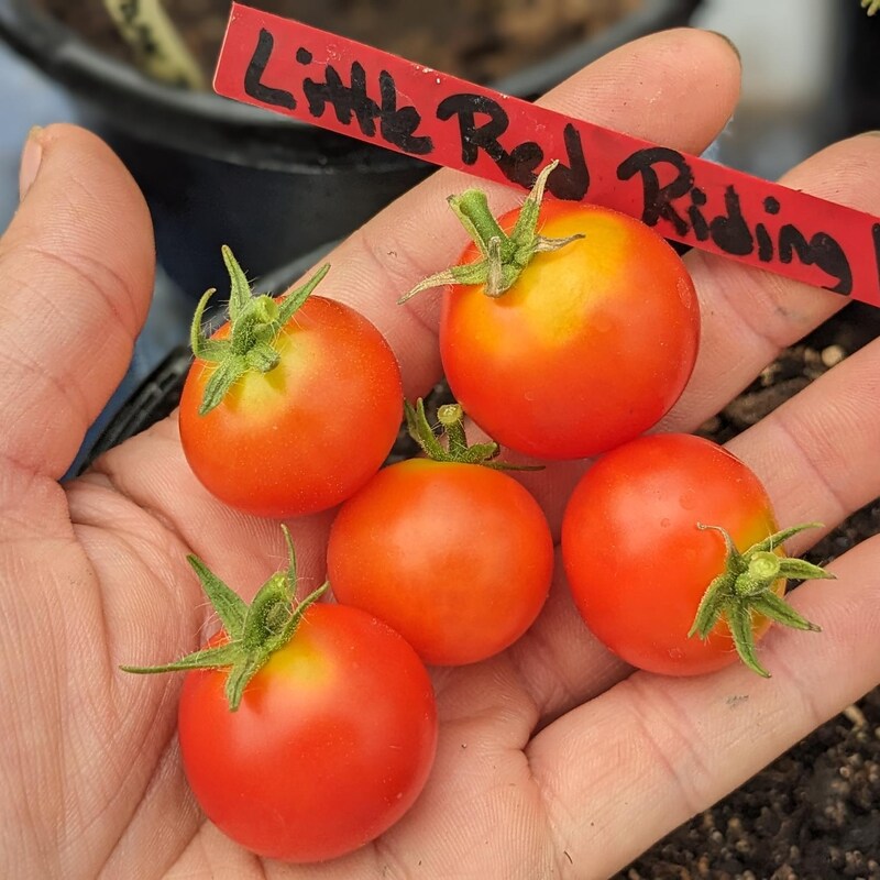 Little Red Riding Hood - Etsy