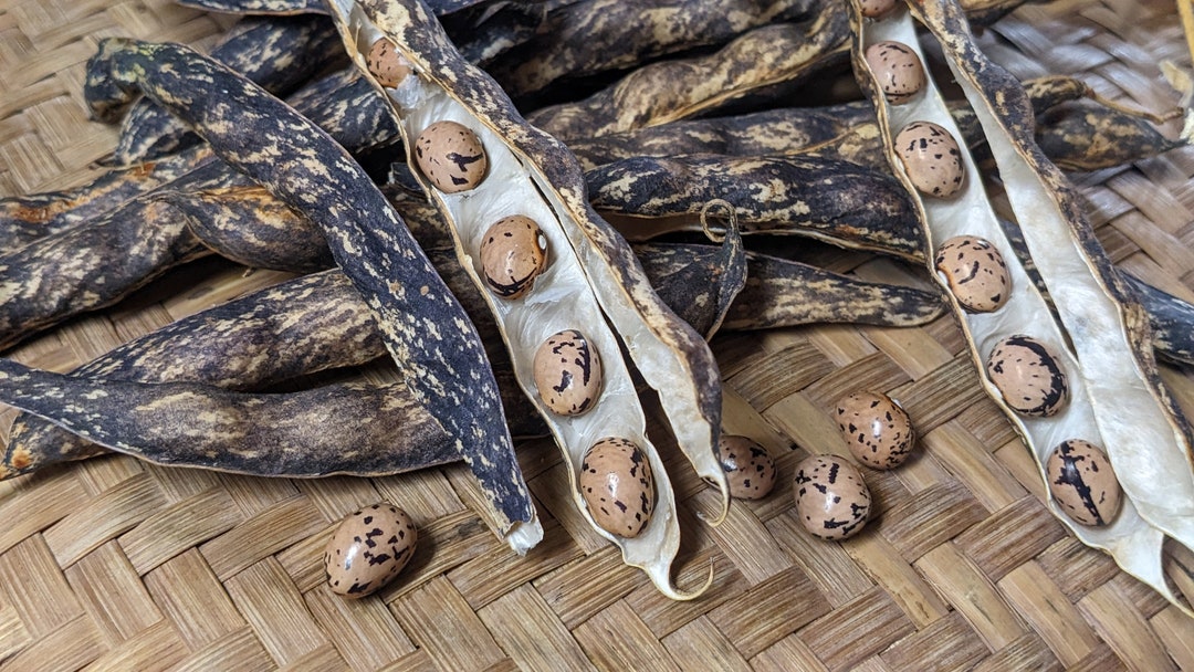 Autumn Zebra Pole Bean - Etsy