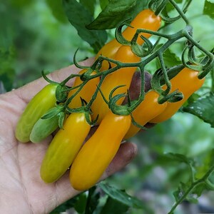 Starlight Grape Tomato - Etsy