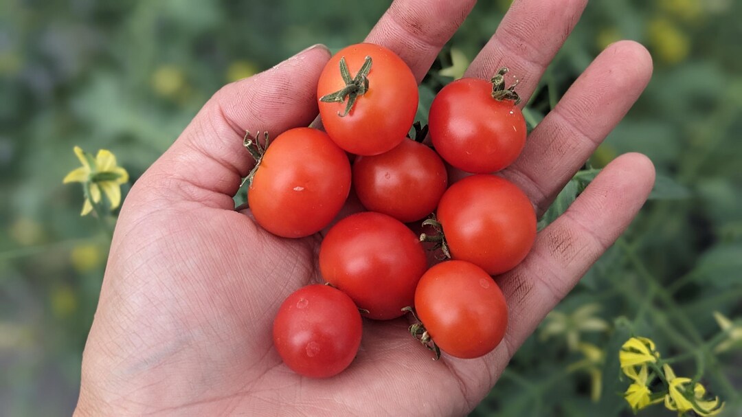 Jip & Janneke Micro Dwarf Tomato - Etsy