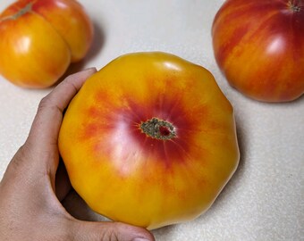 Pineapple Tomato, Gorgeous Heirloom, 10 Seeds, Yellow Beefsteak, Huge ...