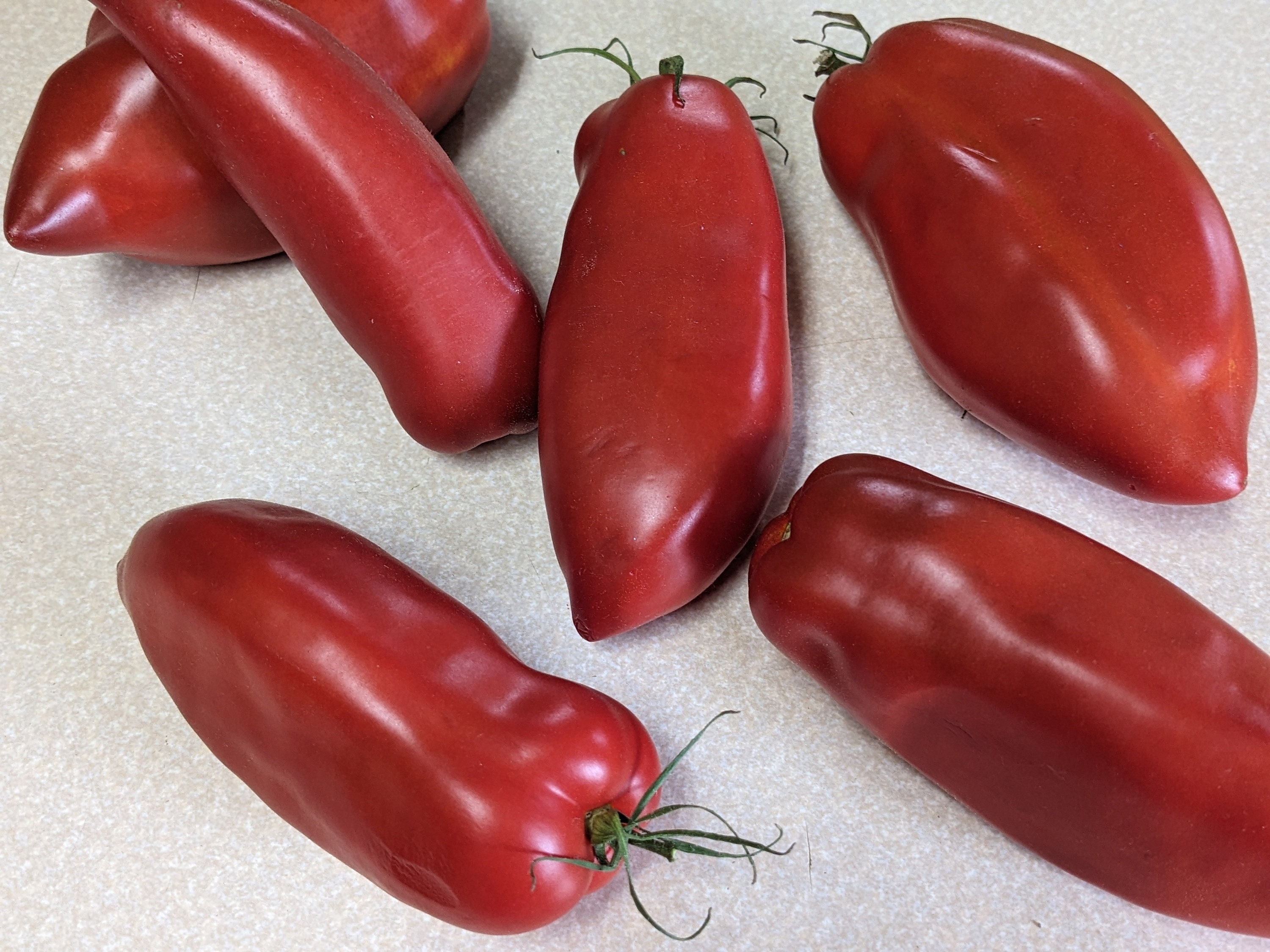 Opalka Tomato - Etsy