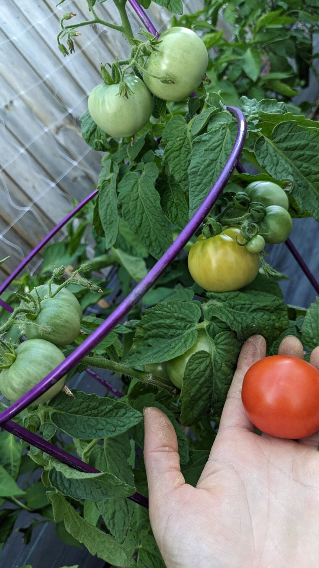 Dwarf Lucky Leprechaun Tomato - Etsy