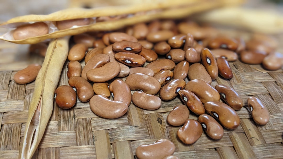 Tanya's Pink Pod Bush Bean - Etsy