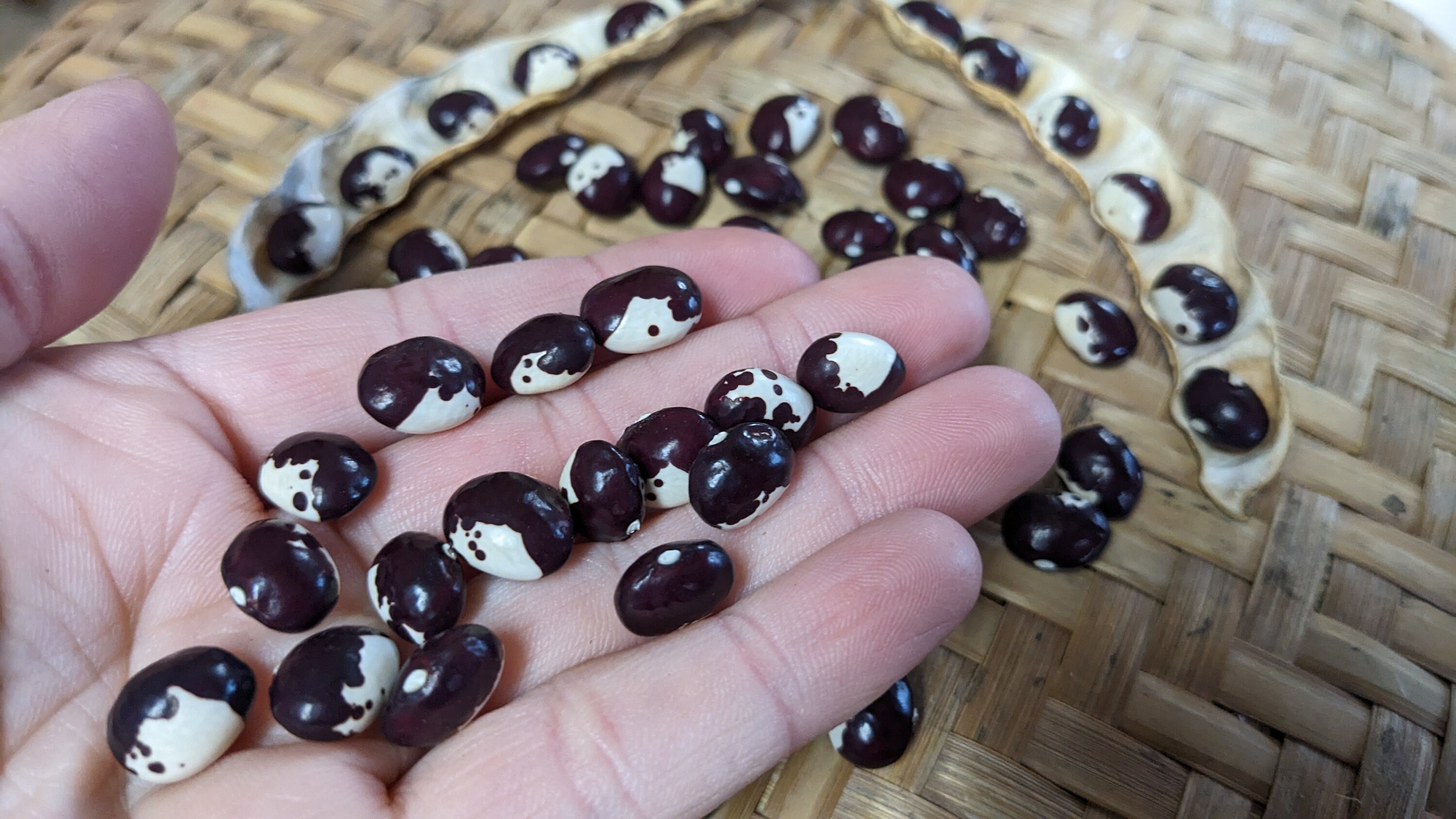 Munachedda Rossa Pole Bean - Etsy