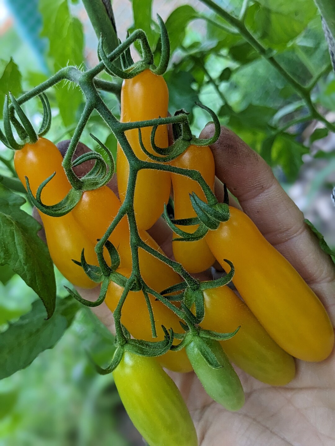 Starlight Grape Tomato - Etsy