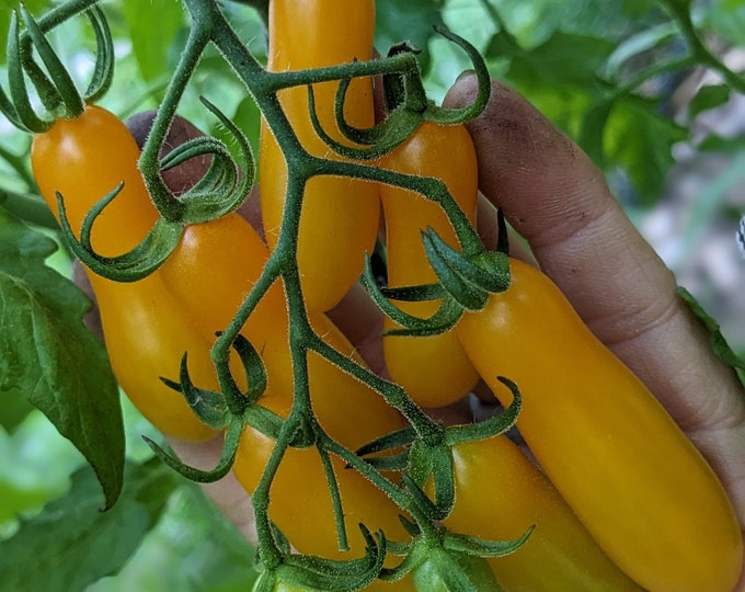 Starlight Grape Tomato - Etsy