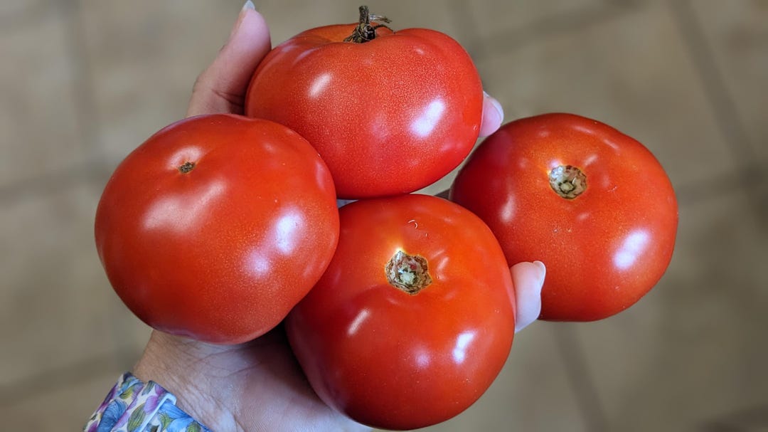 Red Rocket Tomato - Etsy