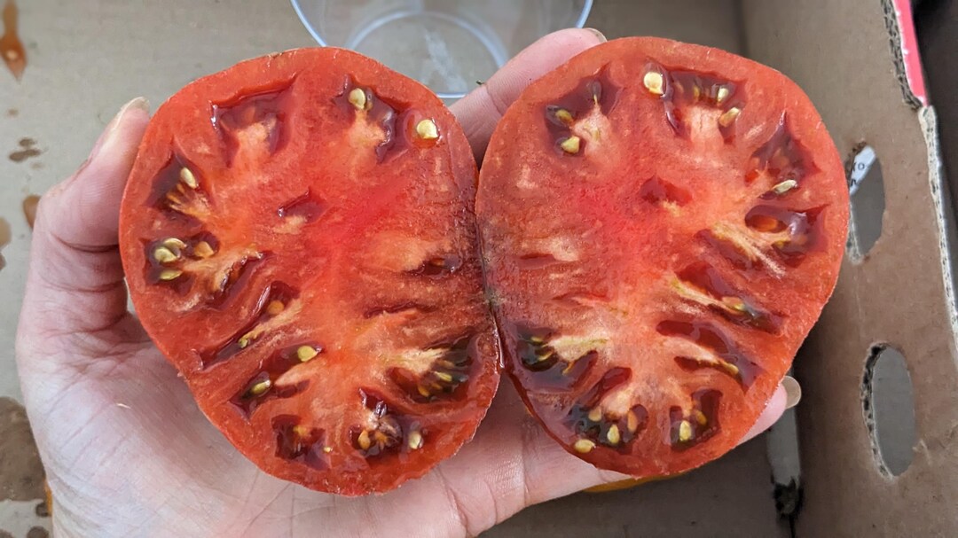 Dwarf Blackfire Tomato - Etsy