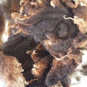 Raw Soay Sheep Fleece / 100g Chocolate Fleece / Rare Breed / Spinning ...