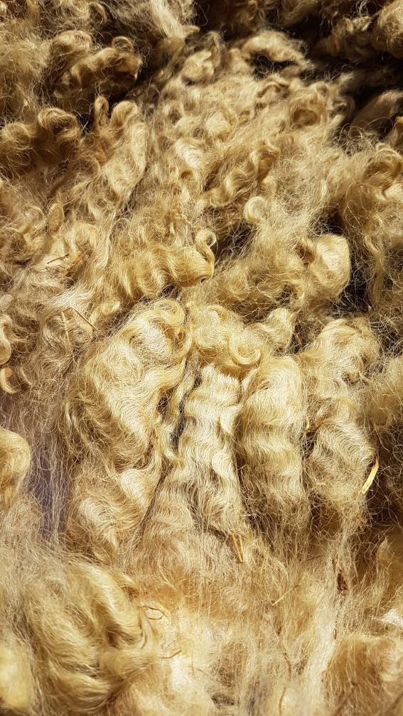 Lincoln Longwool Sheep Fleece / 100g Fleece / Rare Breed / | Etsy