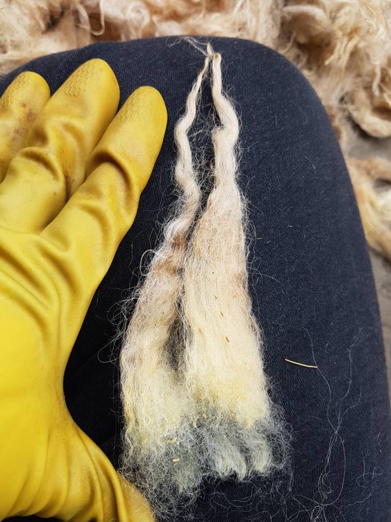 Boreray Sheep Fleece: Honey Raw Wool for Spinning & Felting (100g) - Etsy