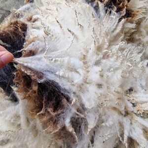 200g Pedigree Dutch Spotted Sheep Fleece / Raw Fleece / Hand Spinning ...