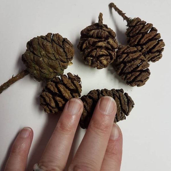 Giant Pine Cones - Etsy