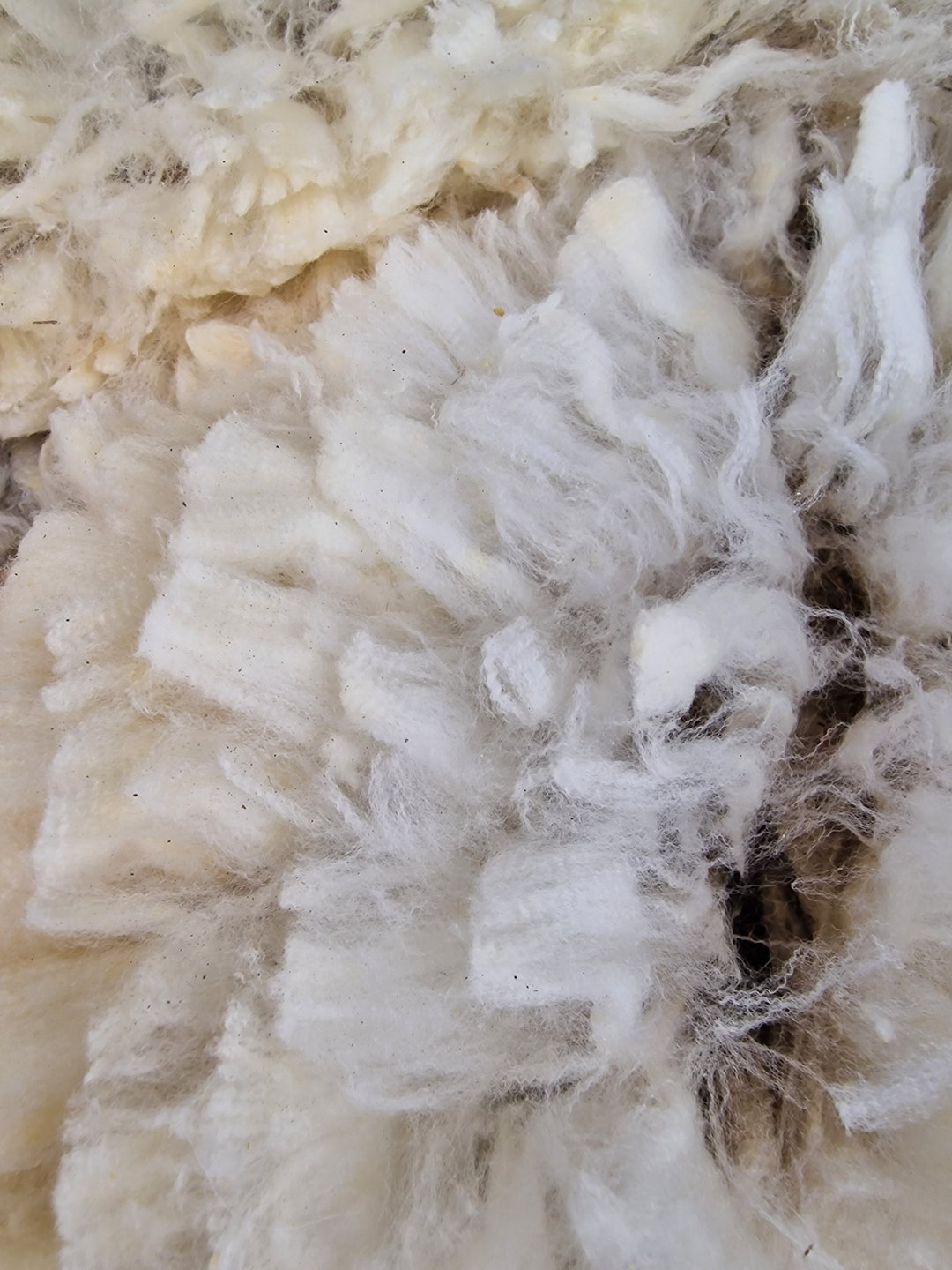 British Bowmont Merino Fleece, Rare Breed Raw Wool for Spinning ...