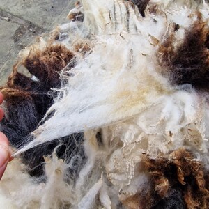 200g Pedigree Dutch Spotted Sheep Fleece / Raw Fleece / Hand Spinning ...