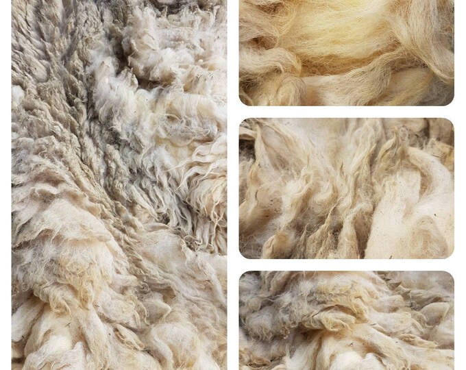 Cheviot Whole Fleece / Pedigree Cheviot / 2kg Approx / Pedigree / Sheep ...