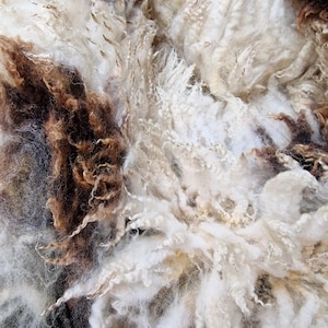 200g Pedigree Dutch Spotted Sheep Fleece / Raw Fleece / Hand Spinning ...
